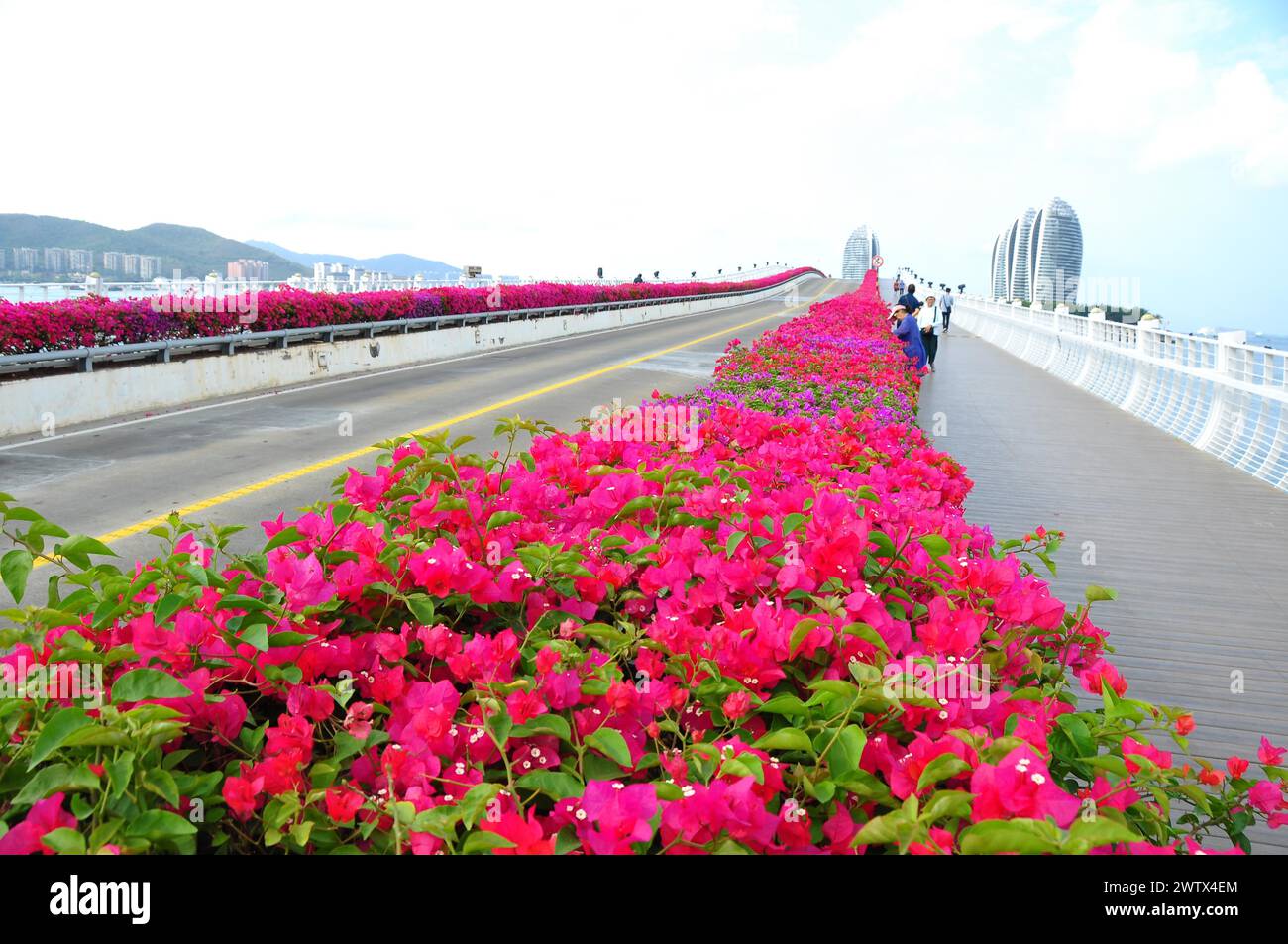 Blooming bougainvillea flowers attract tourists in Sanya City ...