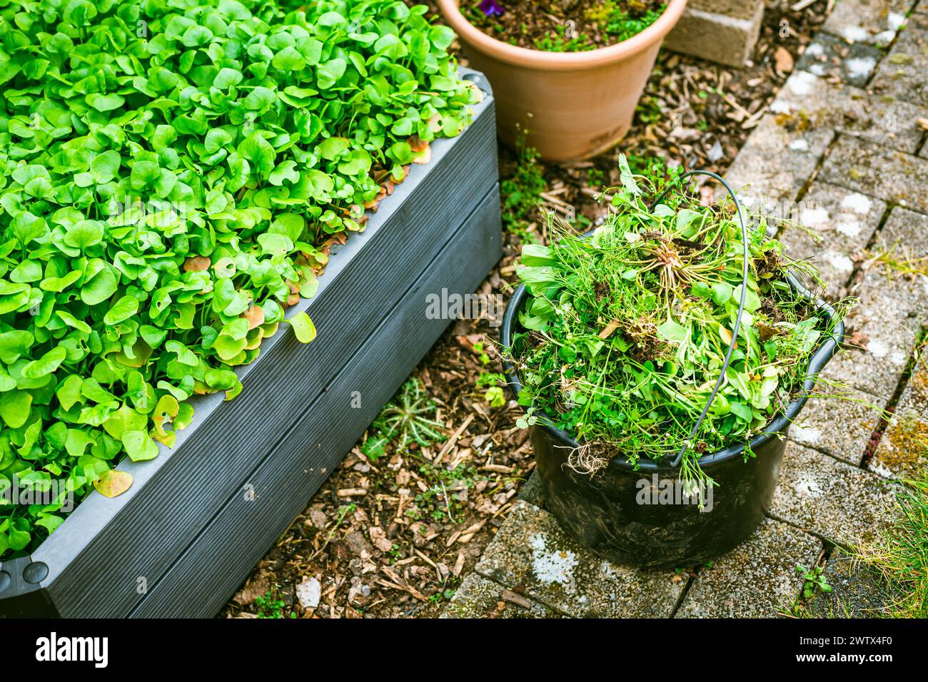 Removing weeds in garden - bucket full of weeds, gardening concept Stock Photo - Alamy