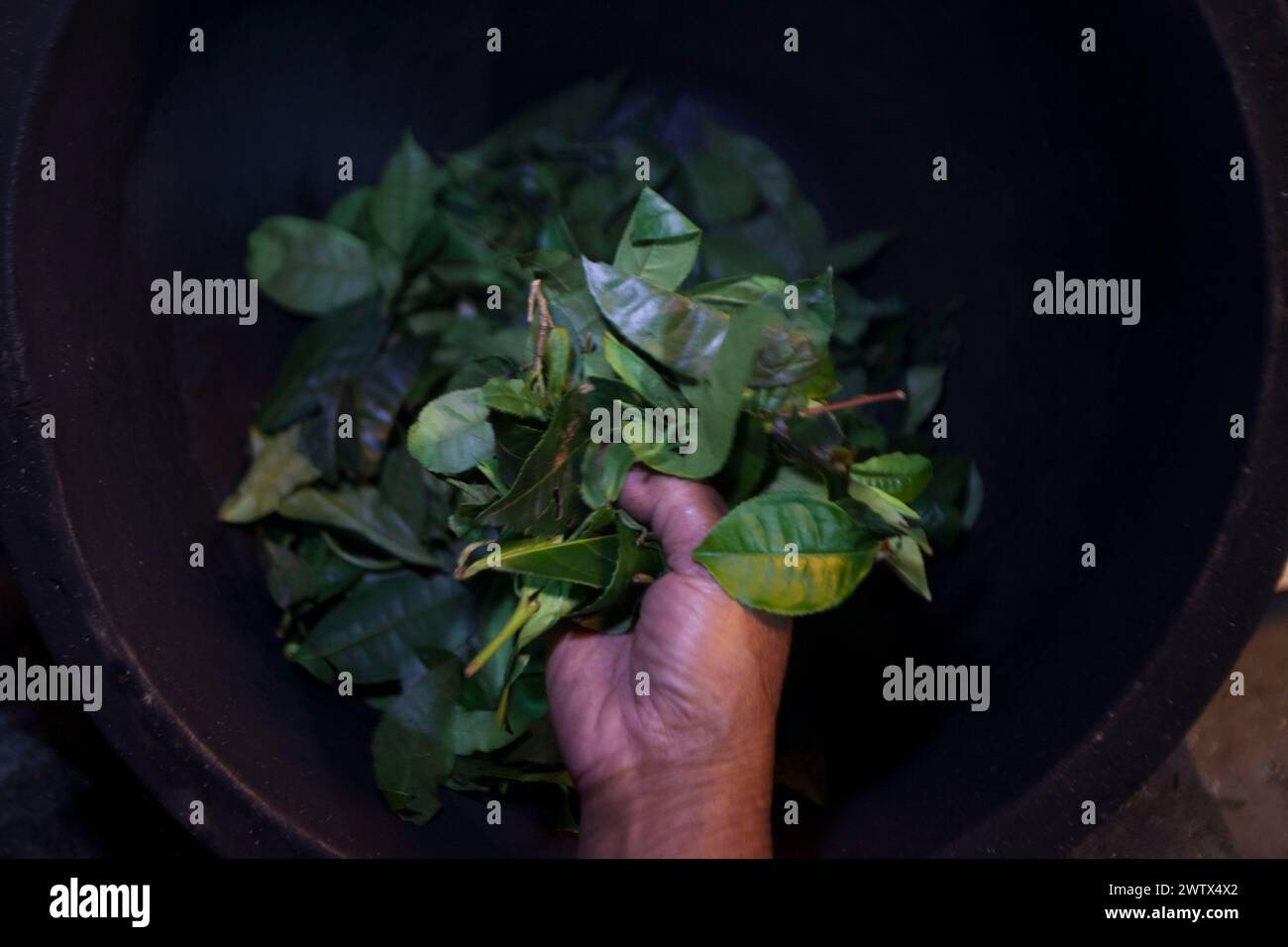 A resident makes tea by smoking freshly picked tea leaves before ...