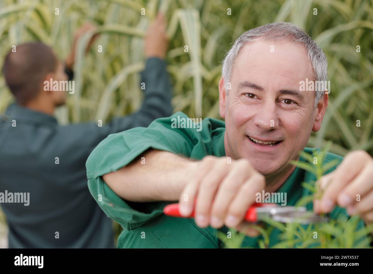 Tree cutting operations hi-res stock photography and images - Alamy