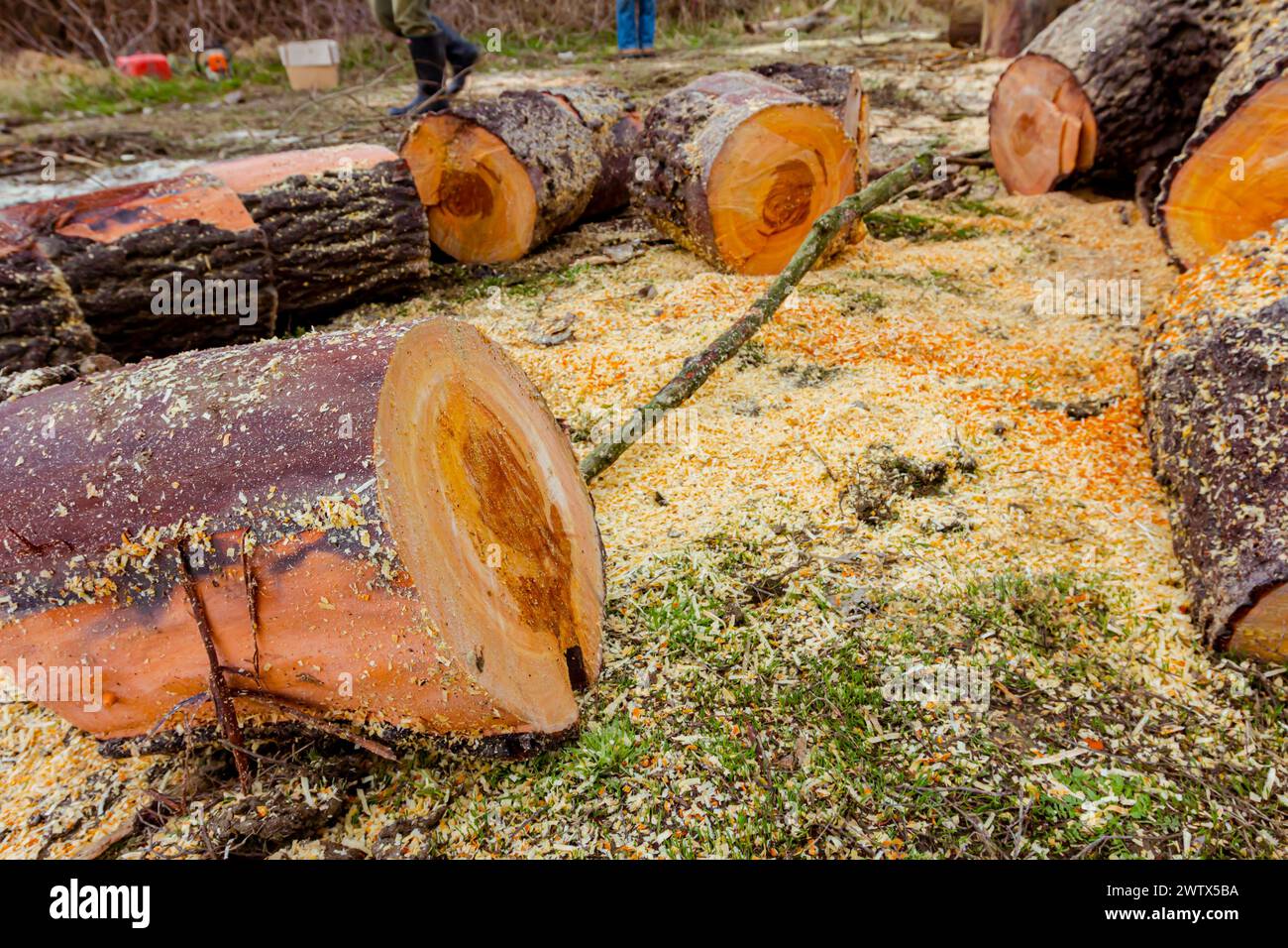 Hardwood stumps hi-res stock photography and images - Alamy