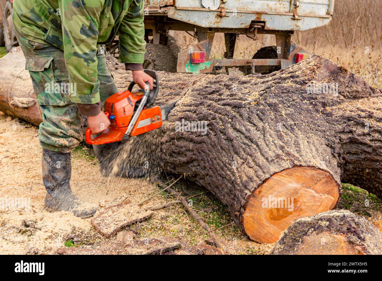 Lumberjack is chopping, split large tree trunks, using professional ...