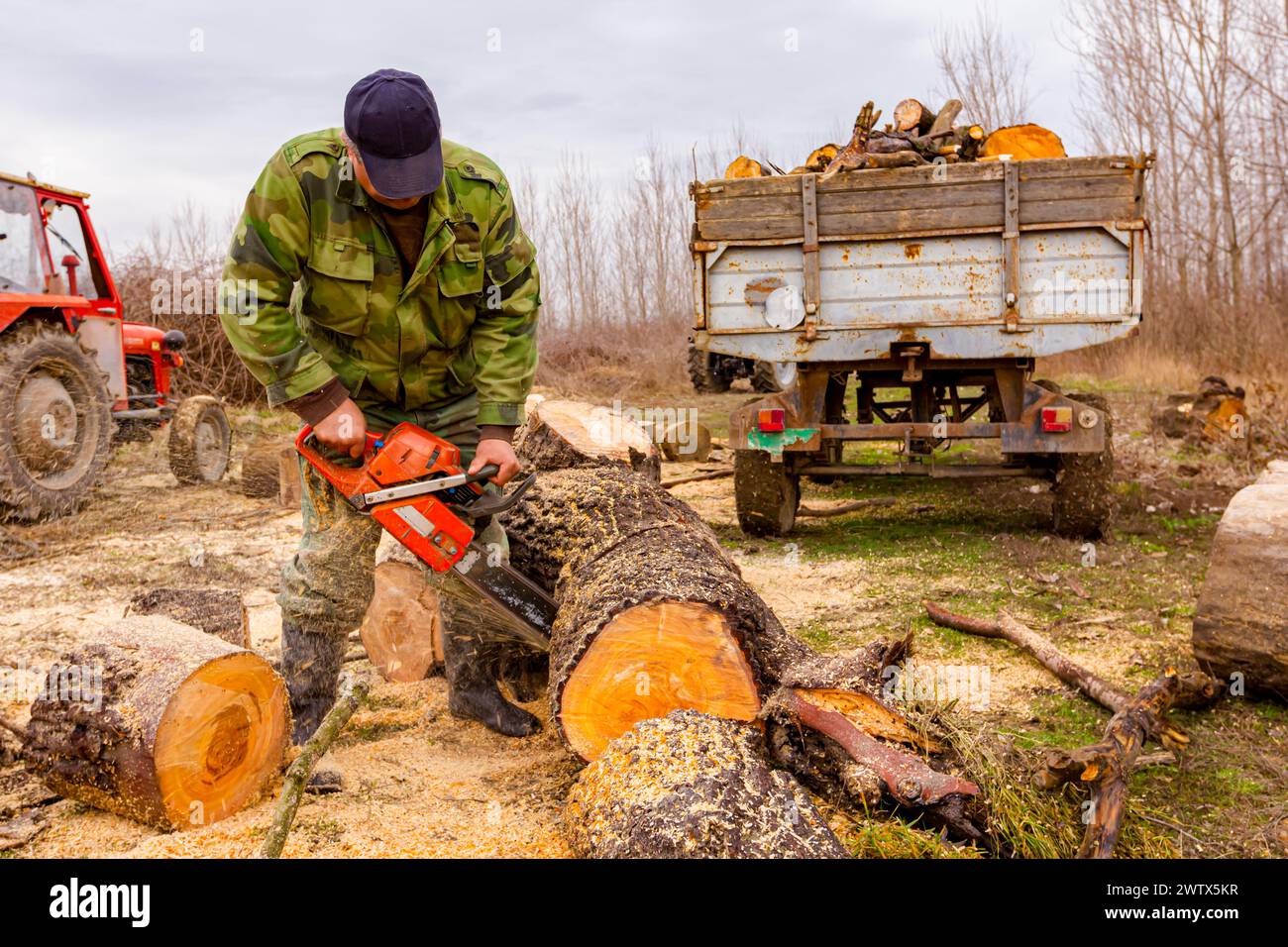 Lumberjack is chopping, split large tree trunks, using professional ...