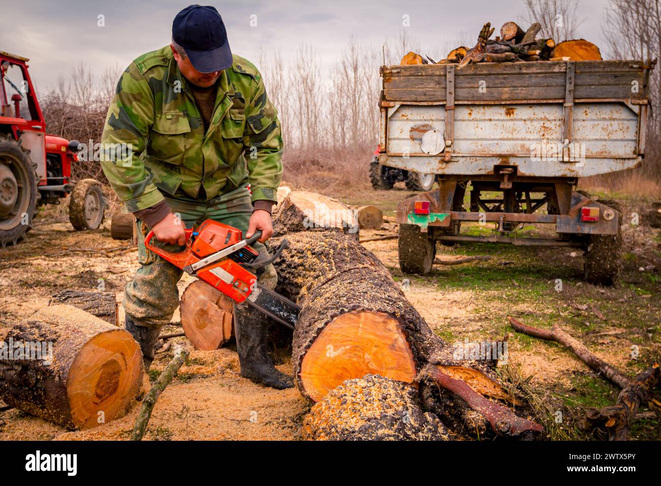 Lumberjack is chopping, split large tree trunks, using professional ...