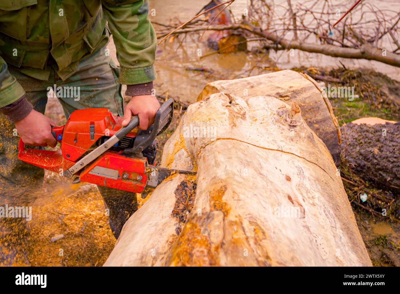 Lumberjack is chopping, split large tree trunks, using professional ...