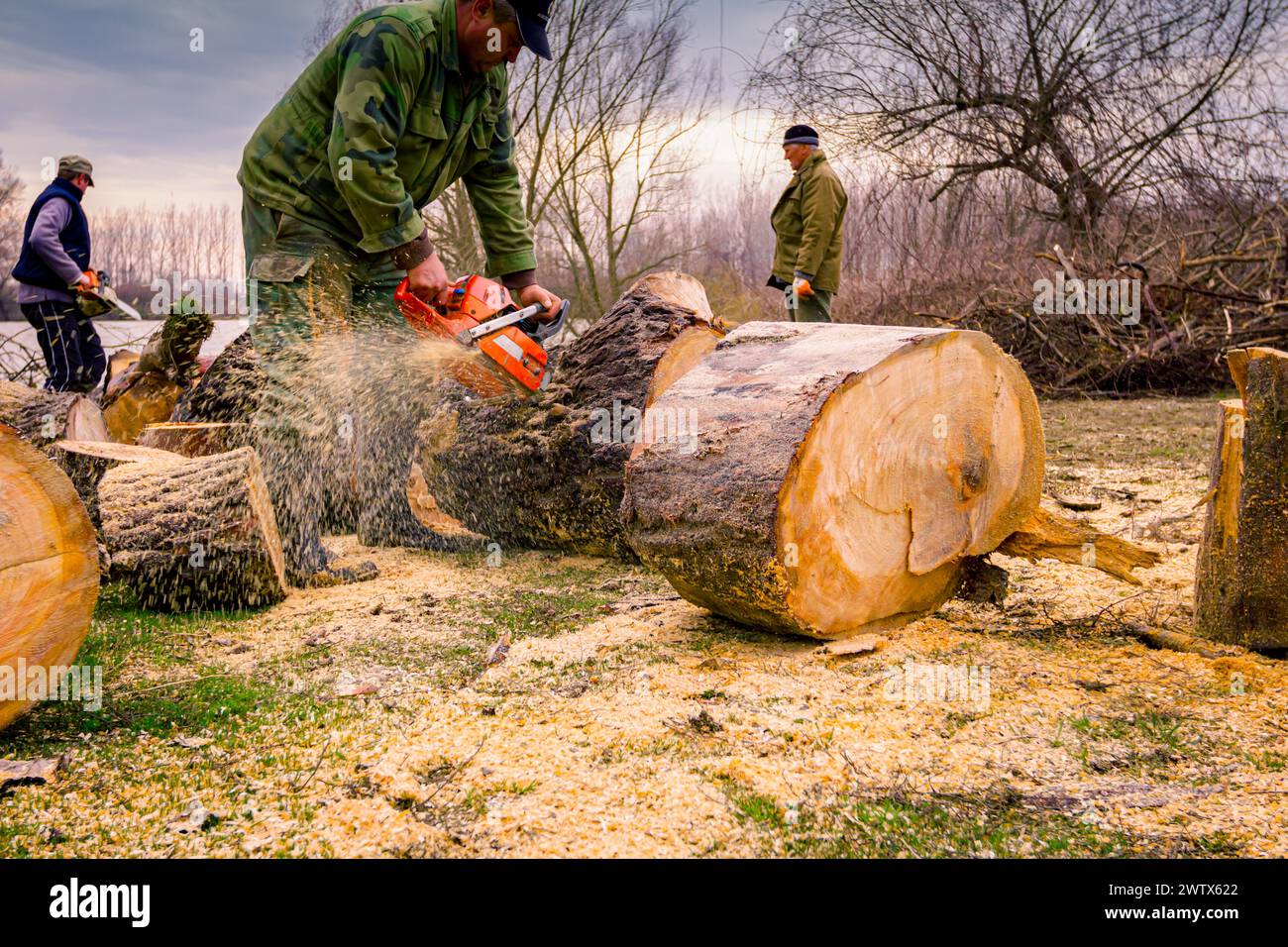 Lumberjack is chopping, split large tree trunks, using professional ...