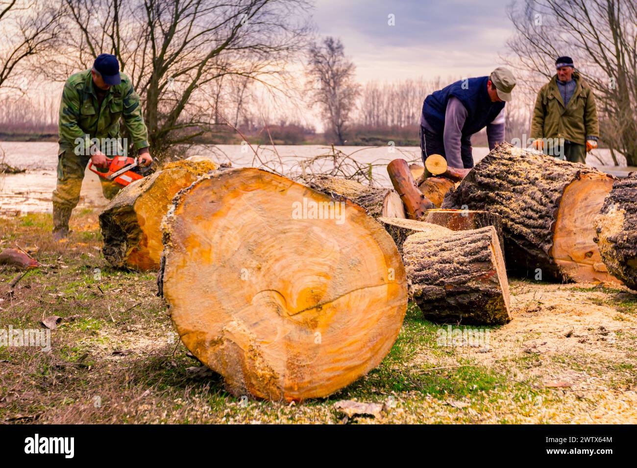 Lumberjack is chopping, split large tree trunks, using professional ...