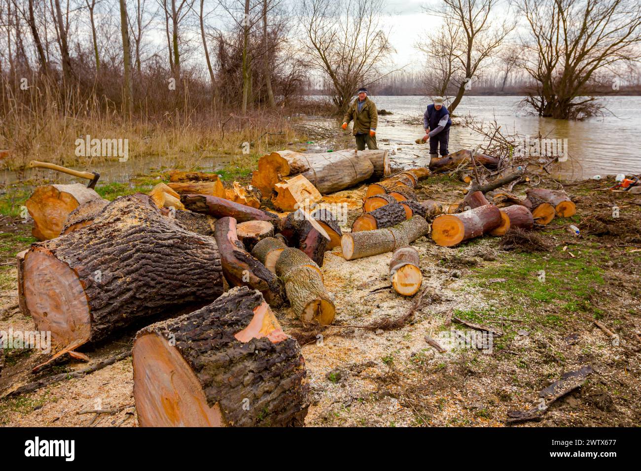 Wood, freshly cut stumps of trees on the forest ground, lumber texture ...