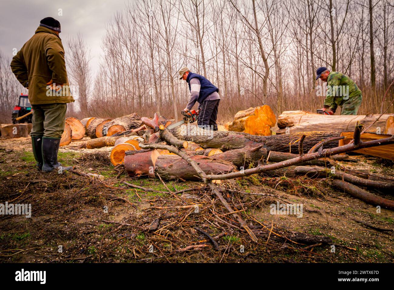 Lumberjack is chopping, split large tree trunks, using professional ...