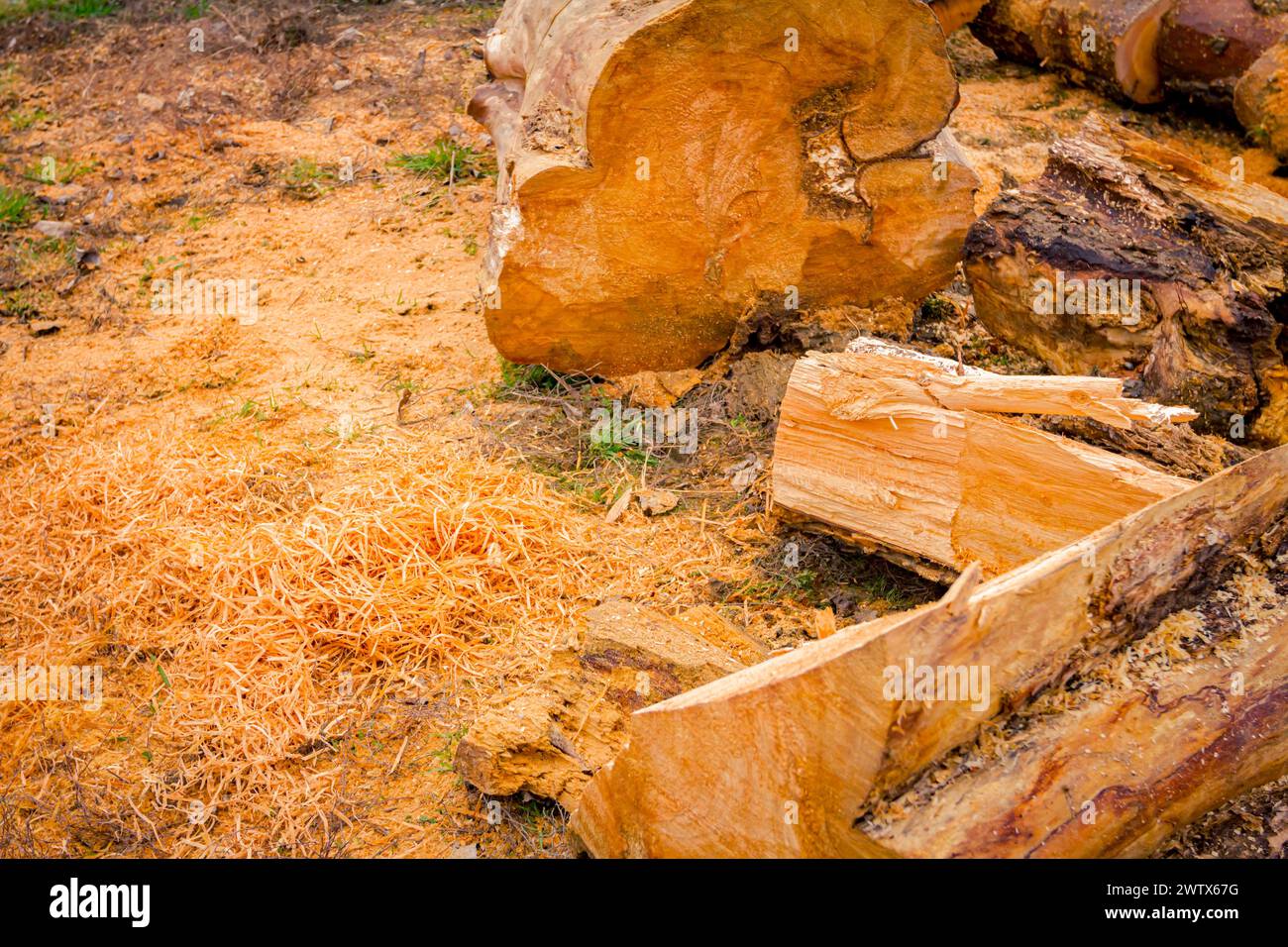 Wood, freshly cut stumps of trees on the forest ground, lumber texture ...