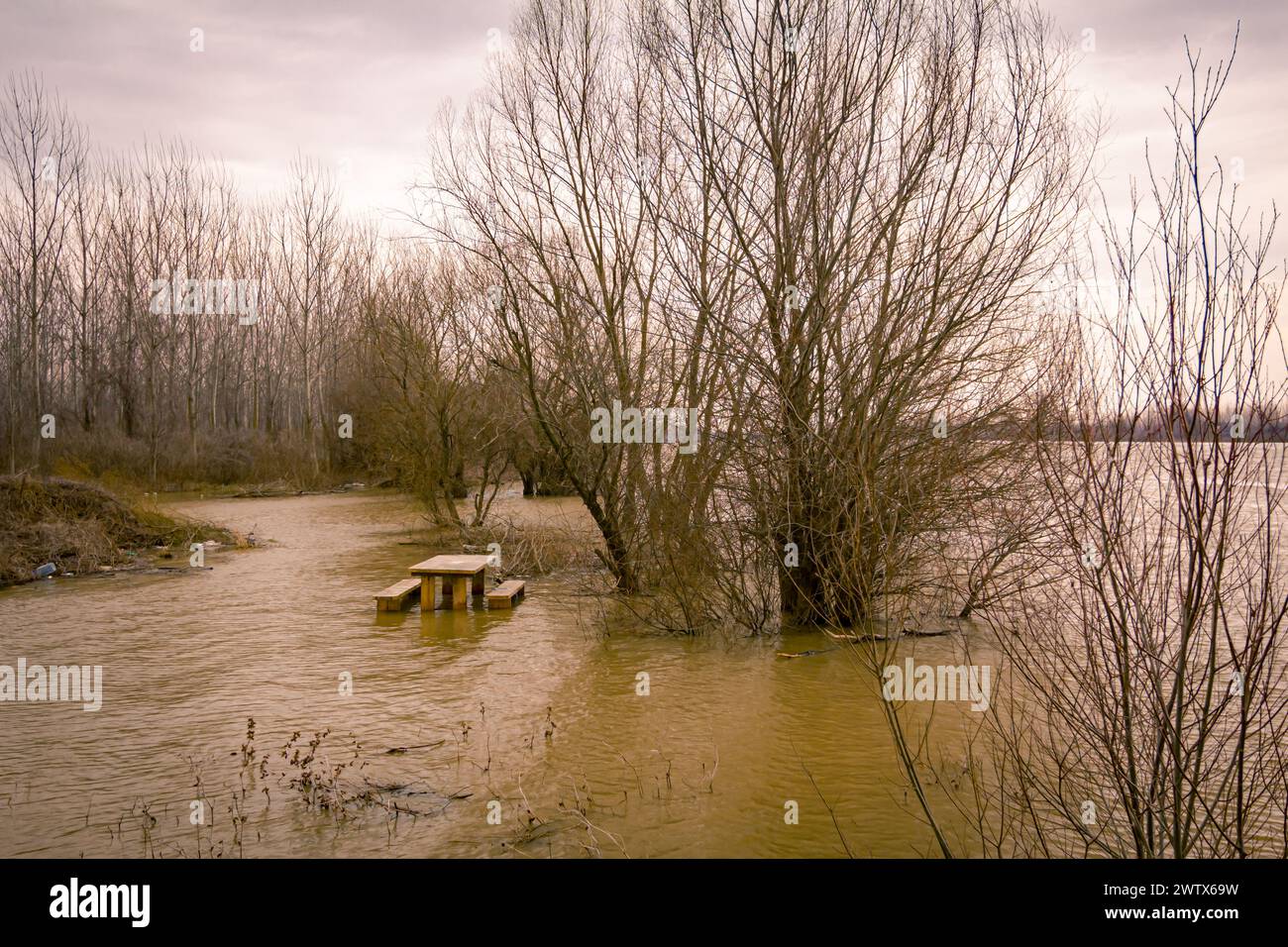 Wide river has flooded forest ground near river coast, landscape with ...
