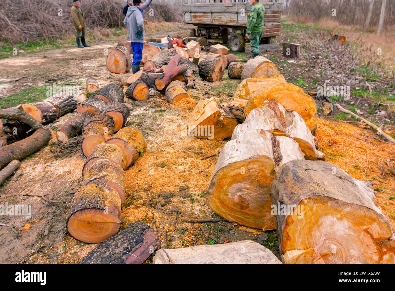 People are gathering sliced, chopped, freshly cut stumps of trees on ...