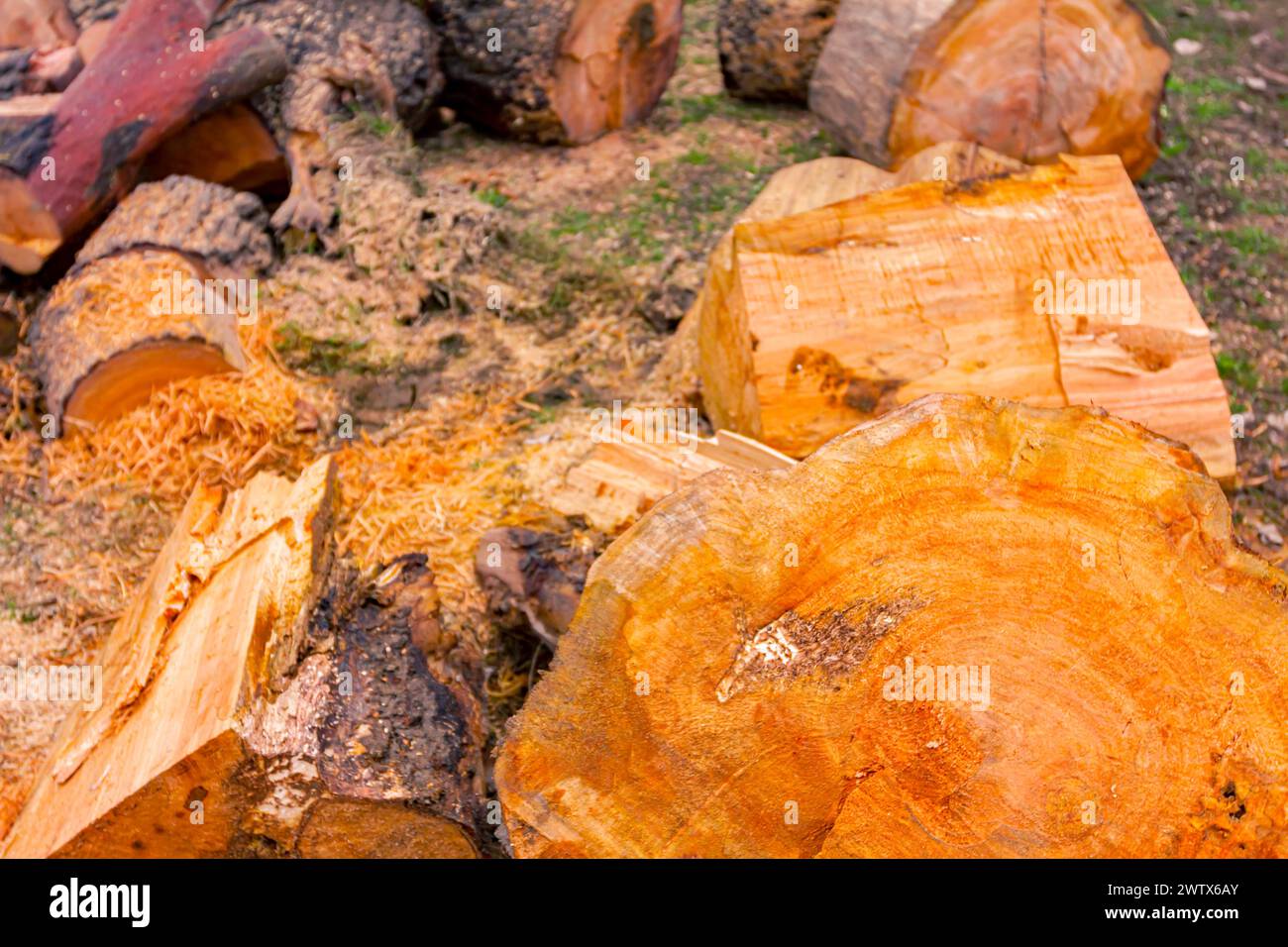 Wood, freshly cut stumps of trees on the forest ground, lumber texture ...