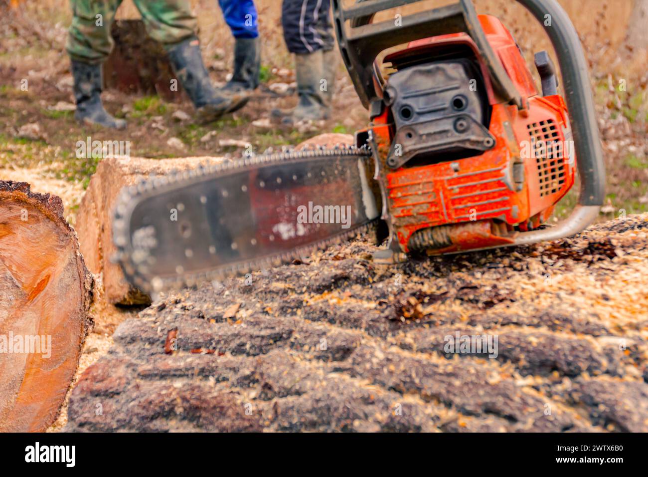 Used professional chainsaw placed on freshly cut stump of tree in ...
