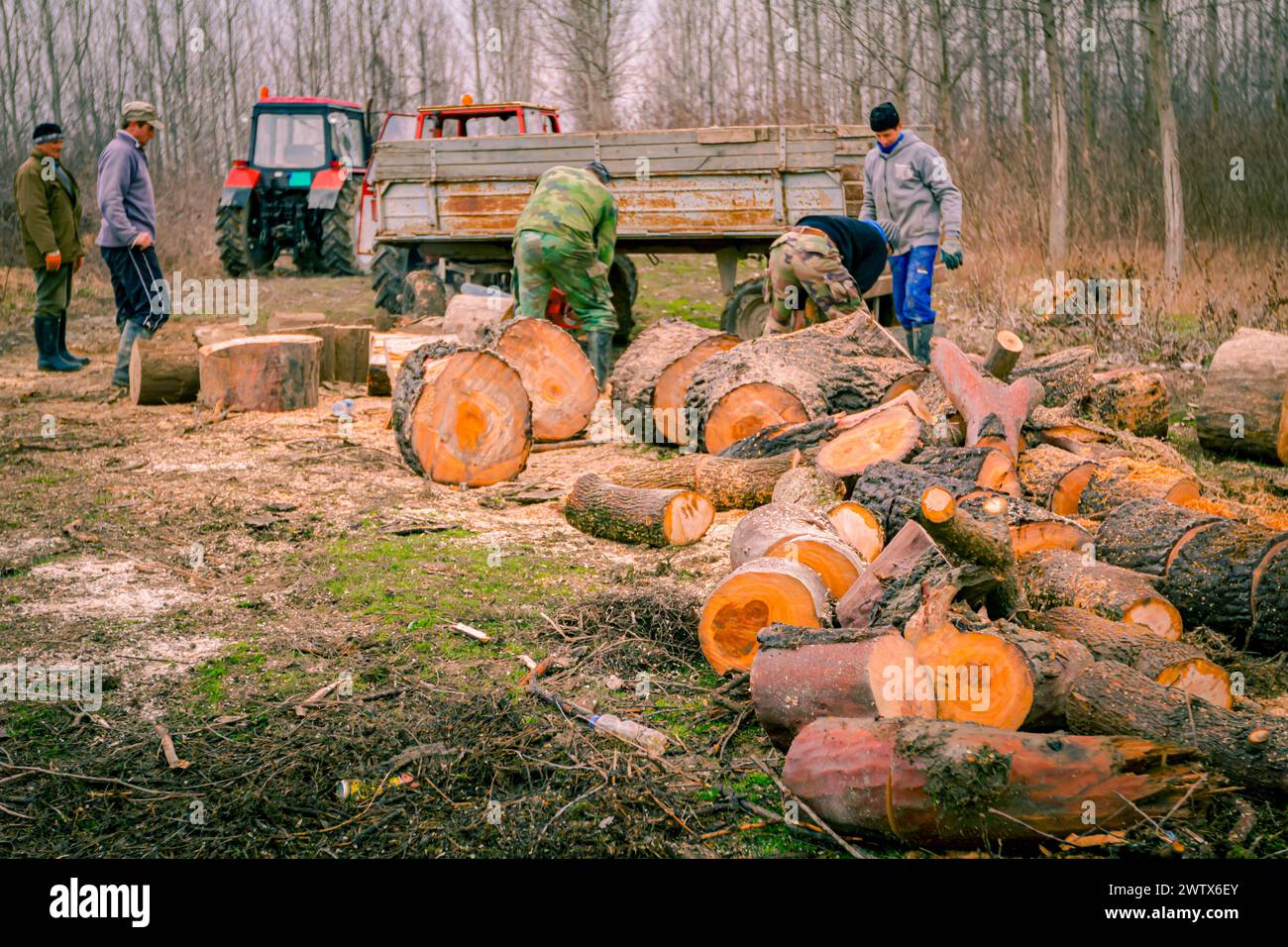 People are gathering sliced, chopped, freshly cut stumps of trees on ...