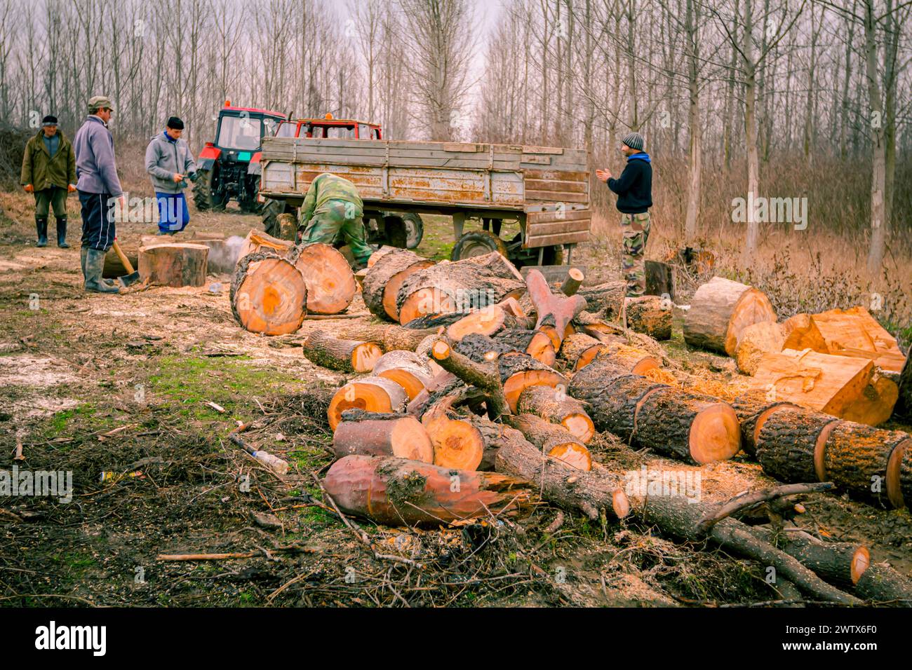 People are gathering sliced, chopped, freshly cut stumps of trees on ...