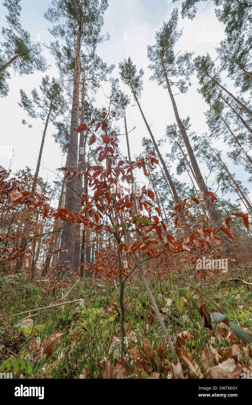 Rohr, Germany. 14th Mar, 2024. Beech trees planted a few years ago ...
