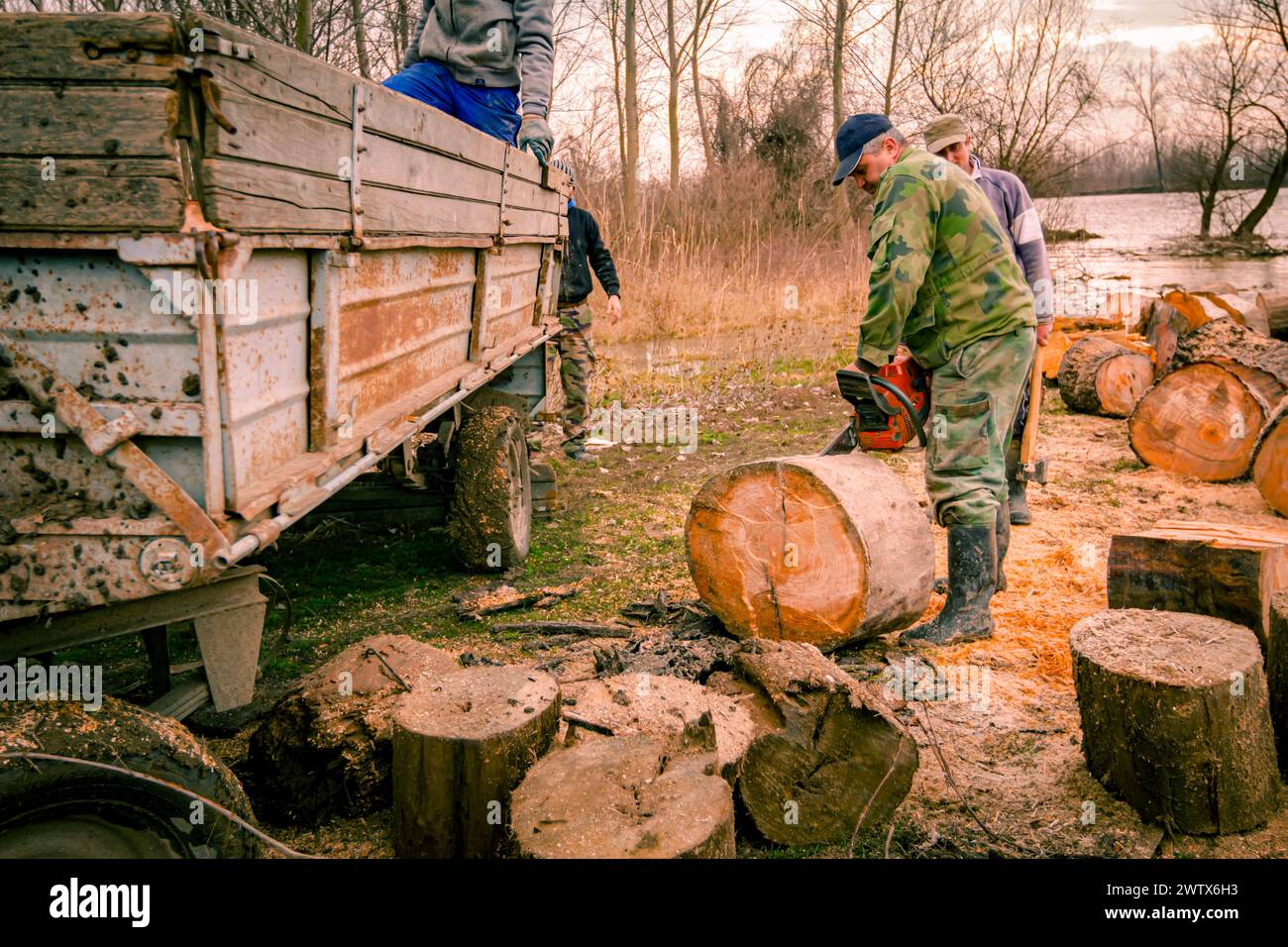 Lumberjack is chopping, split large tree trunks, using professional ...