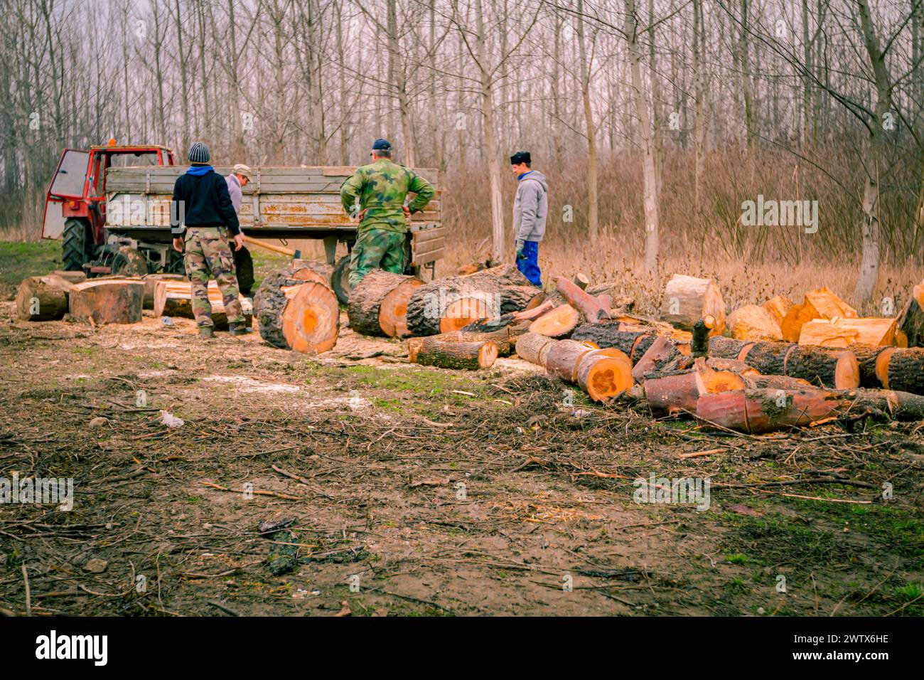 People are gathering sliced, chopped, freshly cut stumps of trees on ...