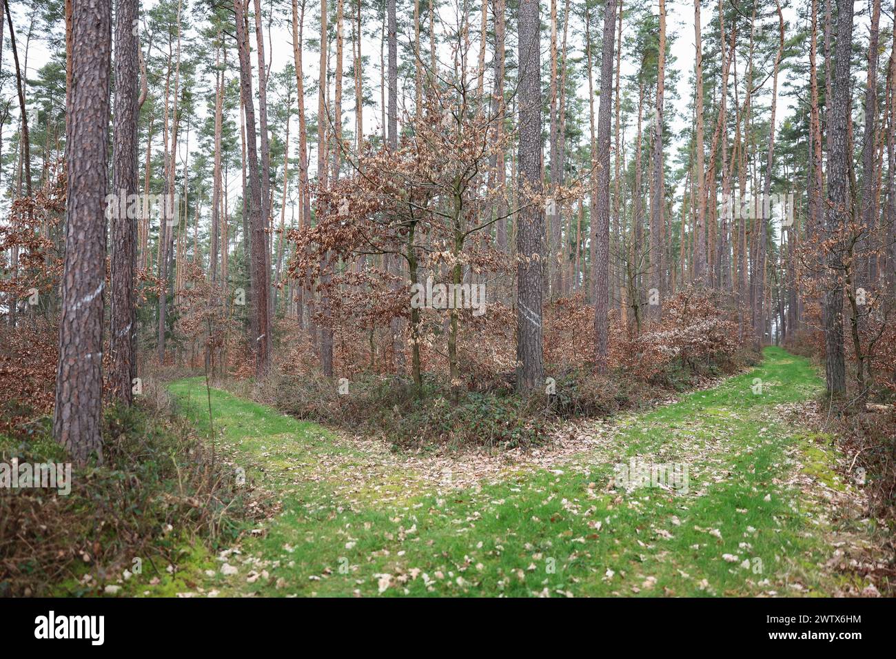 Rohr, Germany. 14th Mar, 2024. Planted beech trees with brown leaves ...