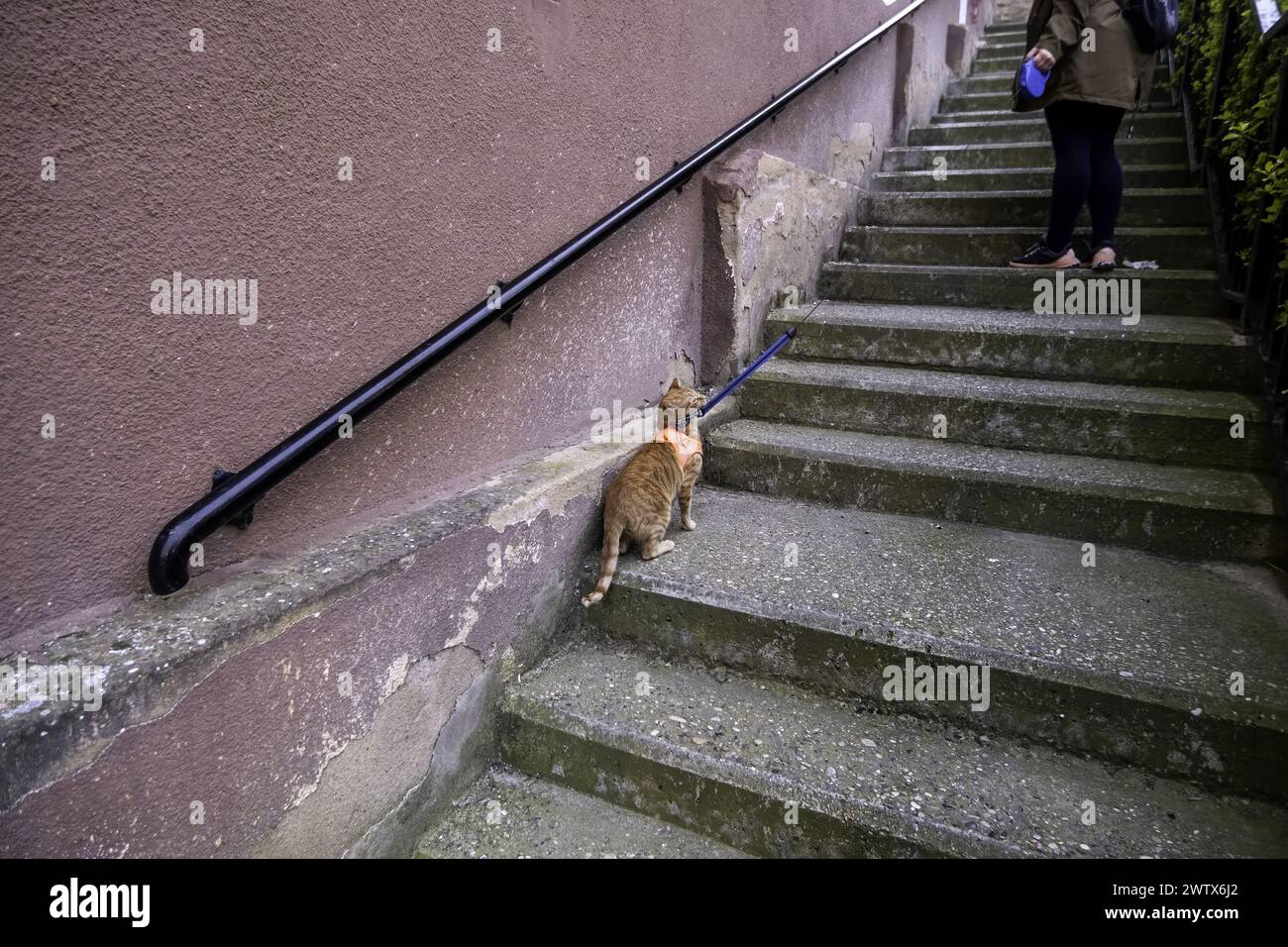 Cute street cat walking down hi-res stock photography and images - Alamy