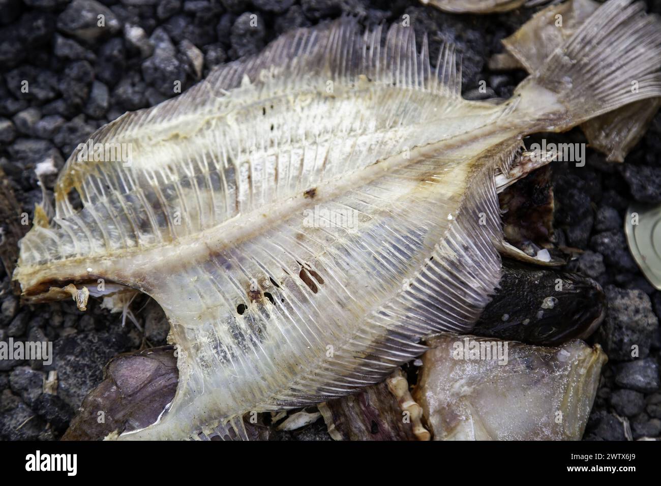 Detail of fish wasted and thrown in the trash, spoiled food Stock Photo ...