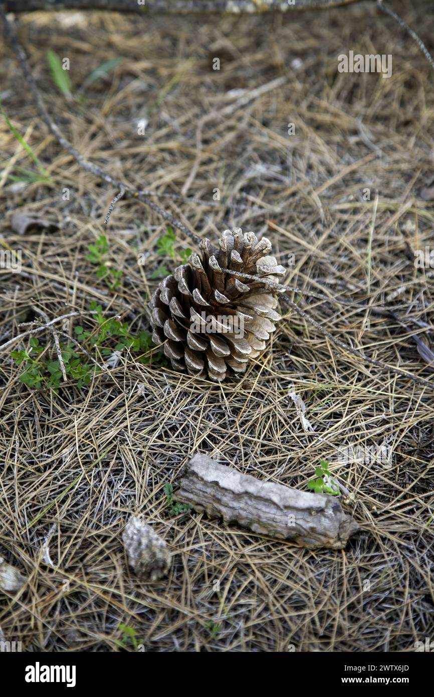Detail of pine fruit in a forest in nature, environment Stock Photo - Alamy