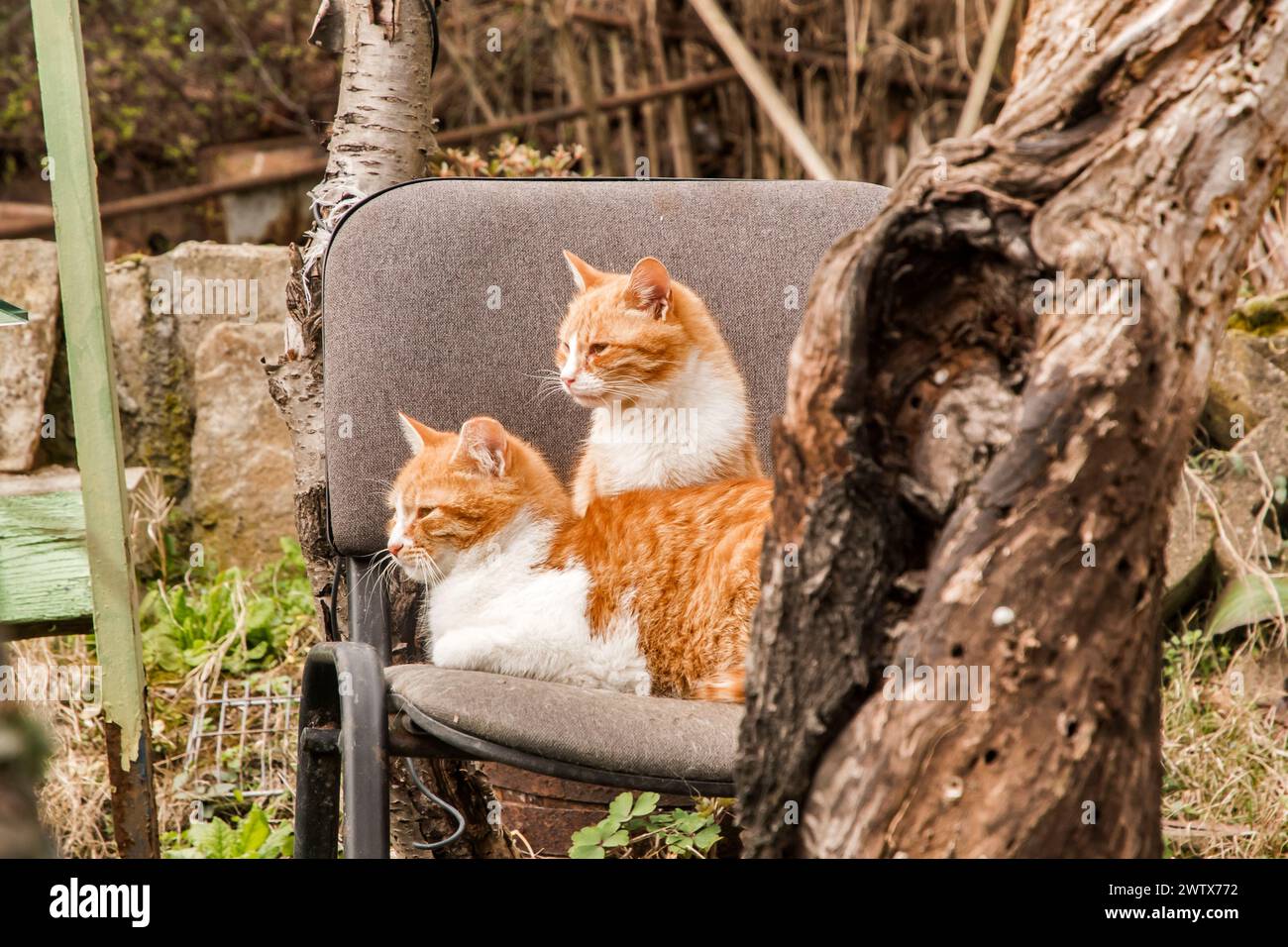 Two adorable orange cats resting on chair in abandoned house yard Stock ...
