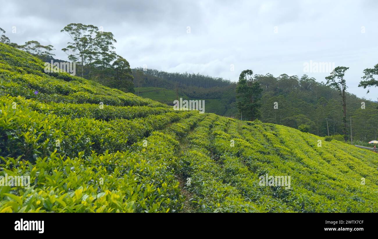 Scenic footage beautiful green tea hi-res stock photography and images ...