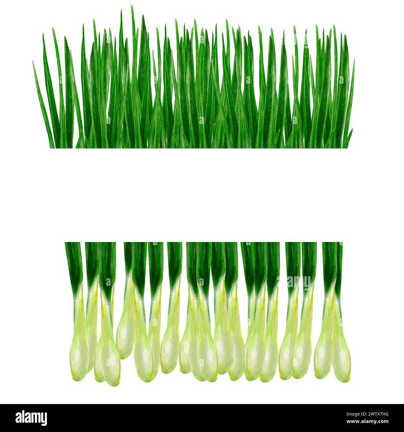 Watercolor frame with green onions. Hand drawn vegetable banner, ripe ...