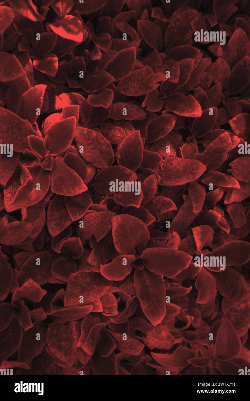 Furry red flowers with a furry texture and surreal aura in Holland Park ...