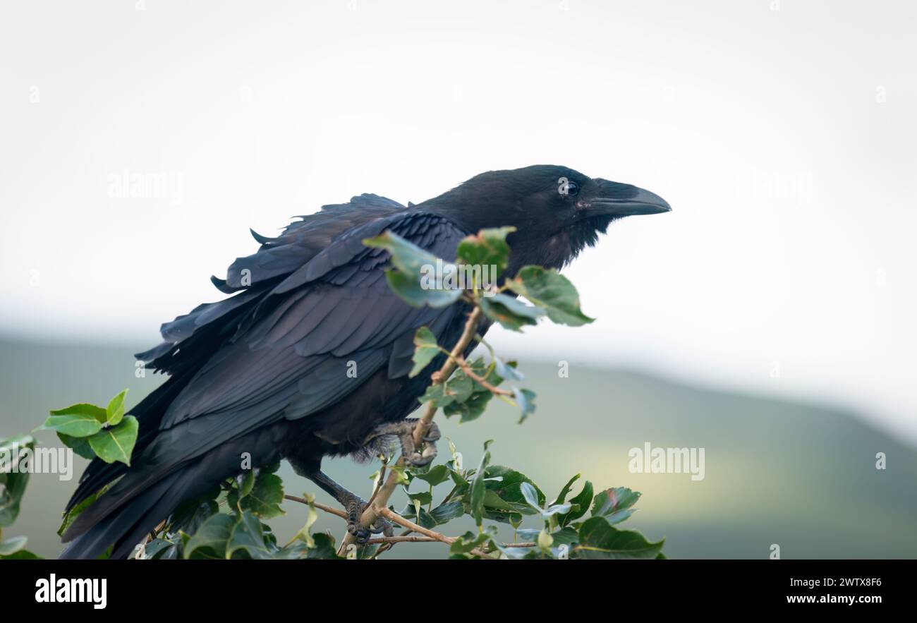 Alaska common raven bird hi-res stock photography and images - Alamy