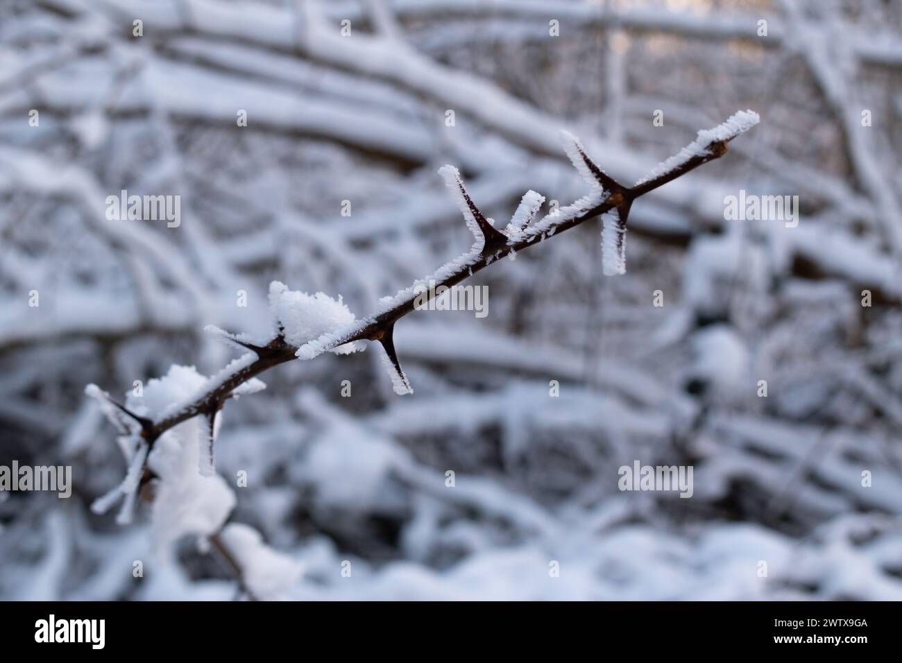 Rose prickly vine close up, top with long sharp spines in winter time ...