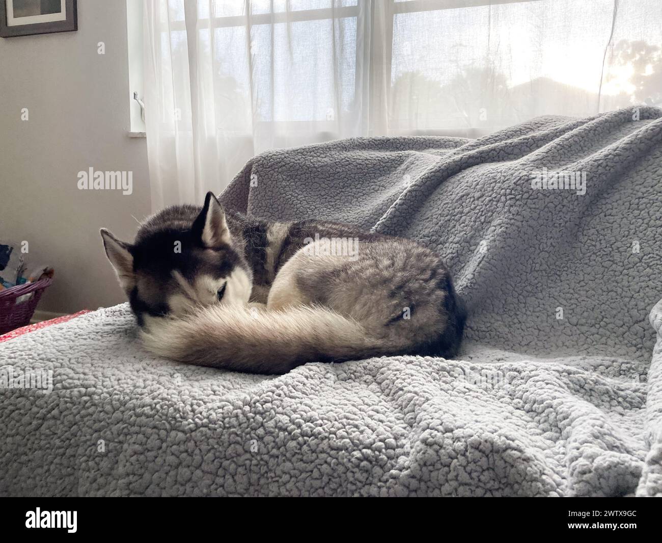 Siberian husky sleeping on a sofa in a living room Stock Photo - Alamy