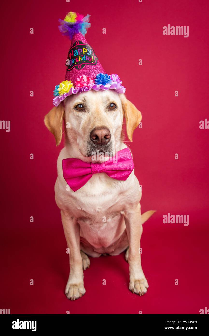 Portrait of a yellow labrador retriever wearing a party hat and bow tie ...