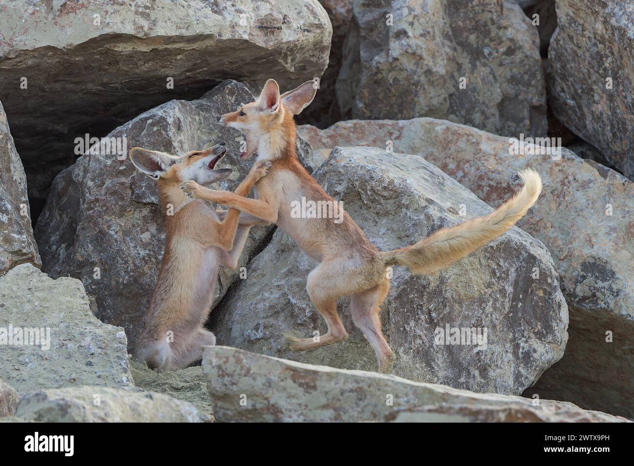 The two young Arabian red foxes in a rocky area engage in a play Stock ...