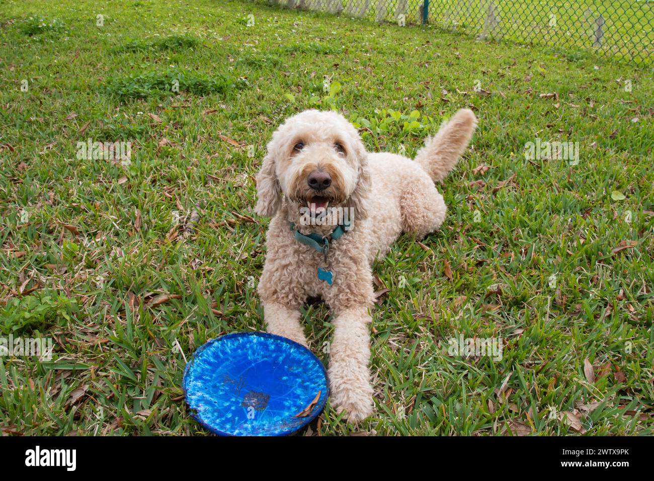 Happy labraDoodle lying on grass next to a frisbee, Florida, USA Stock ...