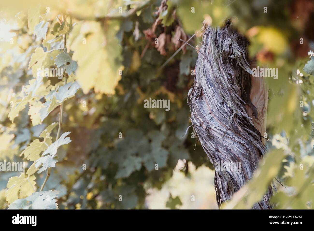 Clusters of ripe sweet grapes among the green leaves of grape bushes ...