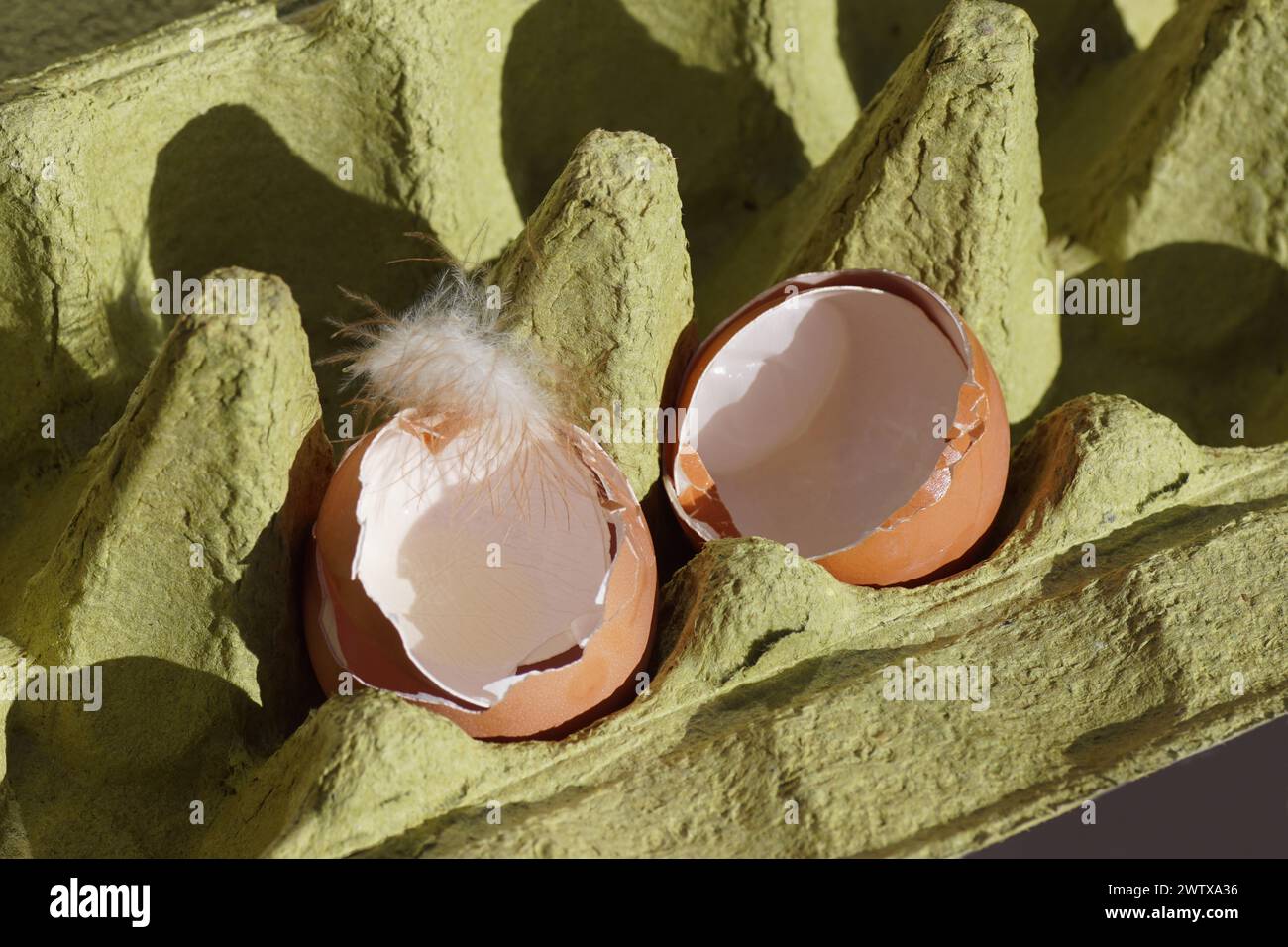 Closeup egg carton, carton packaging for eggs with empty broken egg ...