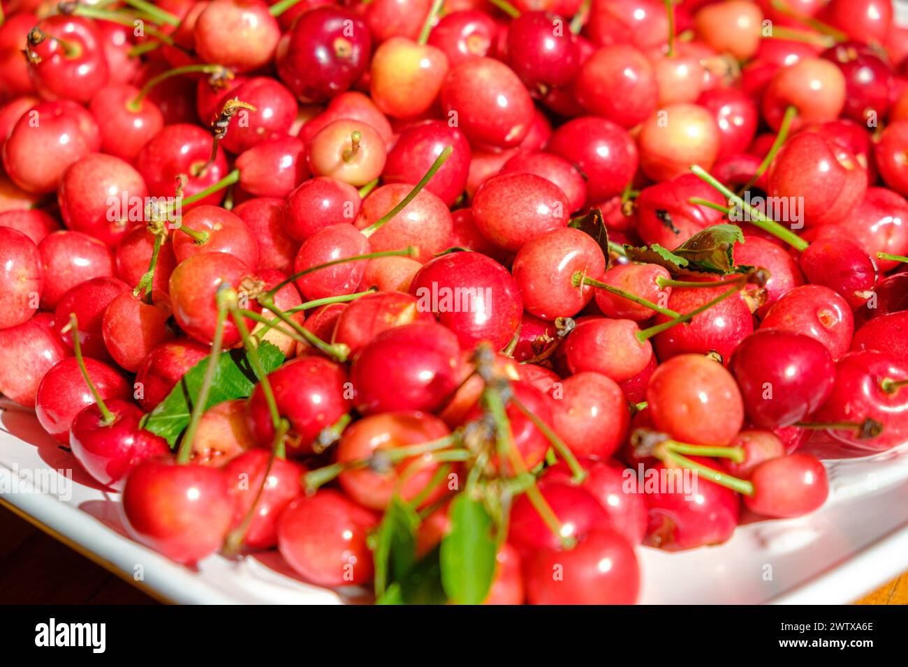 selective focus, freshly picked cherries. Organic farming, spring fruit ...