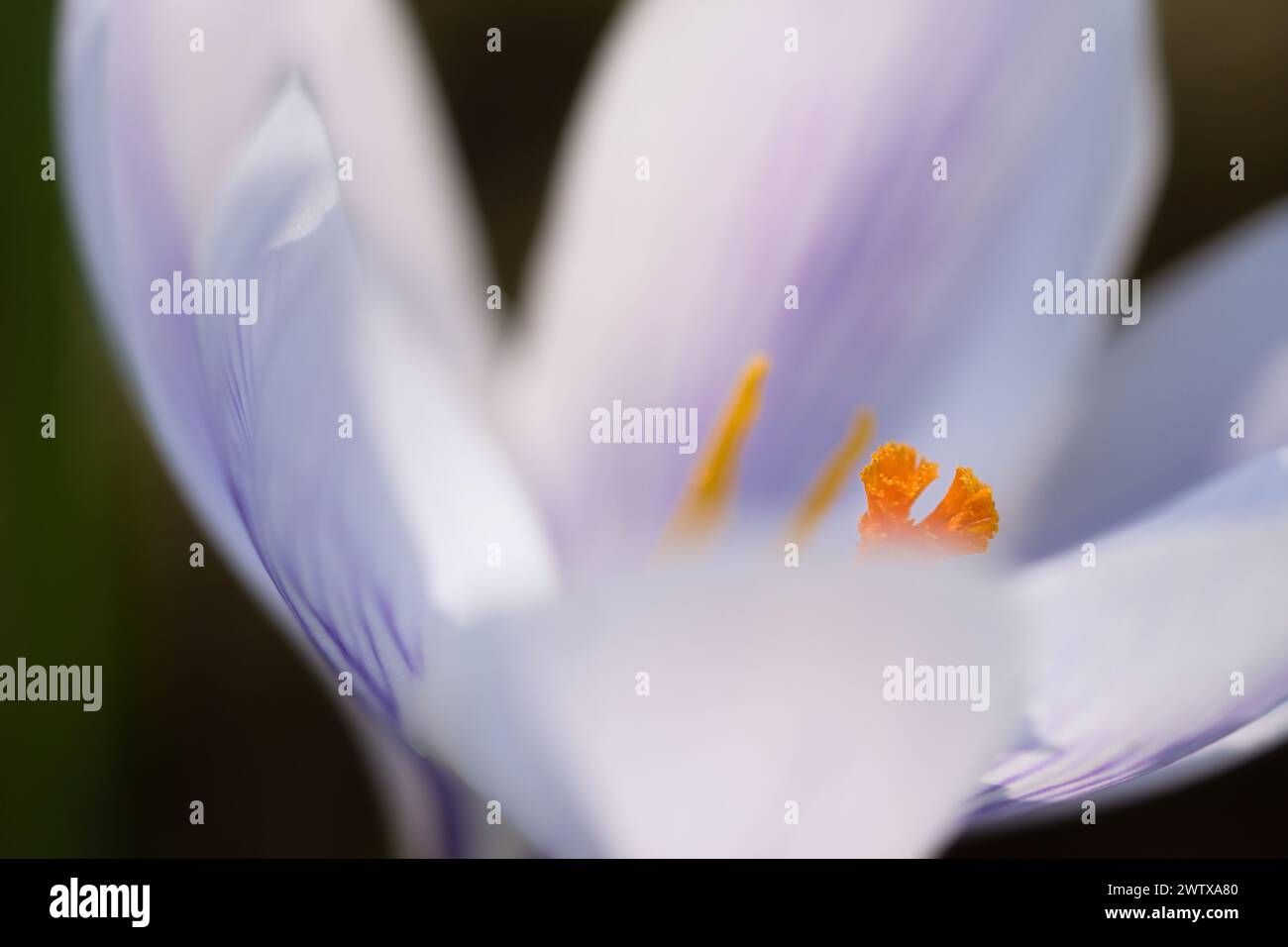 Single crocus flower delicately depicted in soft warm light. Spring ...