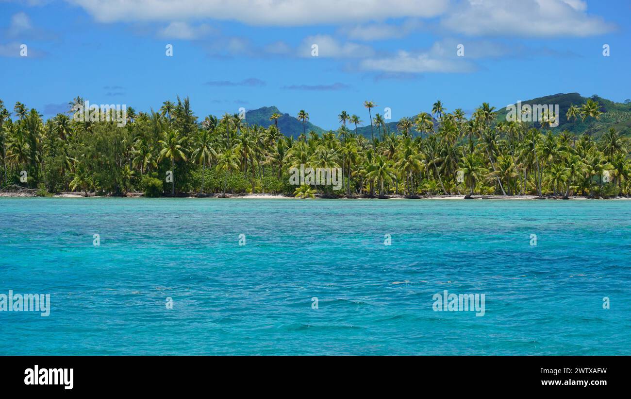 Tropical coastline with turquoise water of the lagoon of Huahine island ...