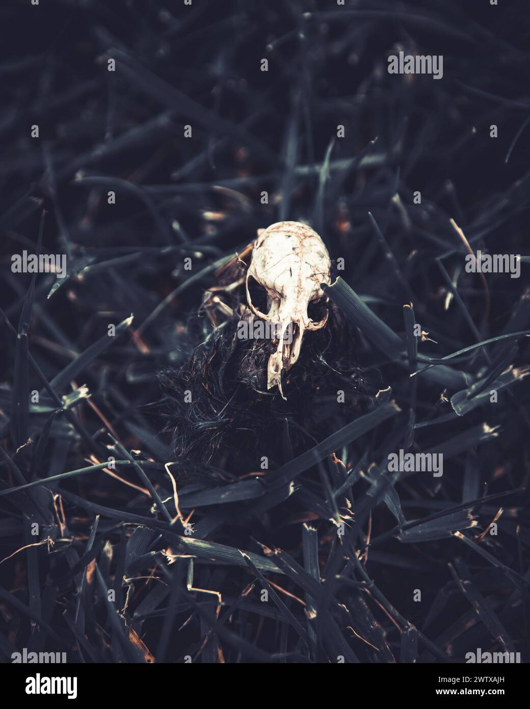 An aesthetic decaying skull in grass under the night sky Stock Photo ...