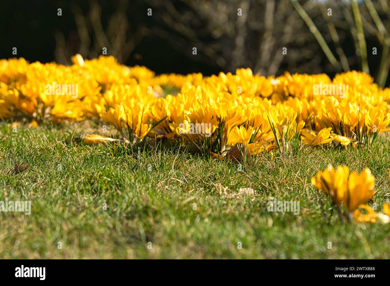 Crocuses in a meadow in soft warm light. Spring flowers that herald ...