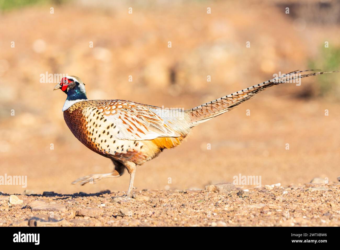 Soil grounded hi-res stock photography and images - Alamy