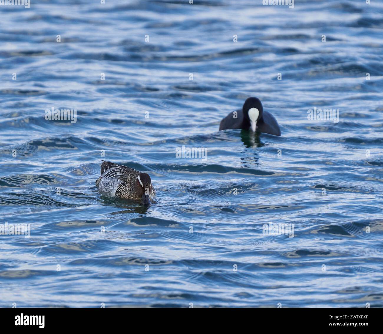 Garganey female hi-res stock photography and images - Alamy