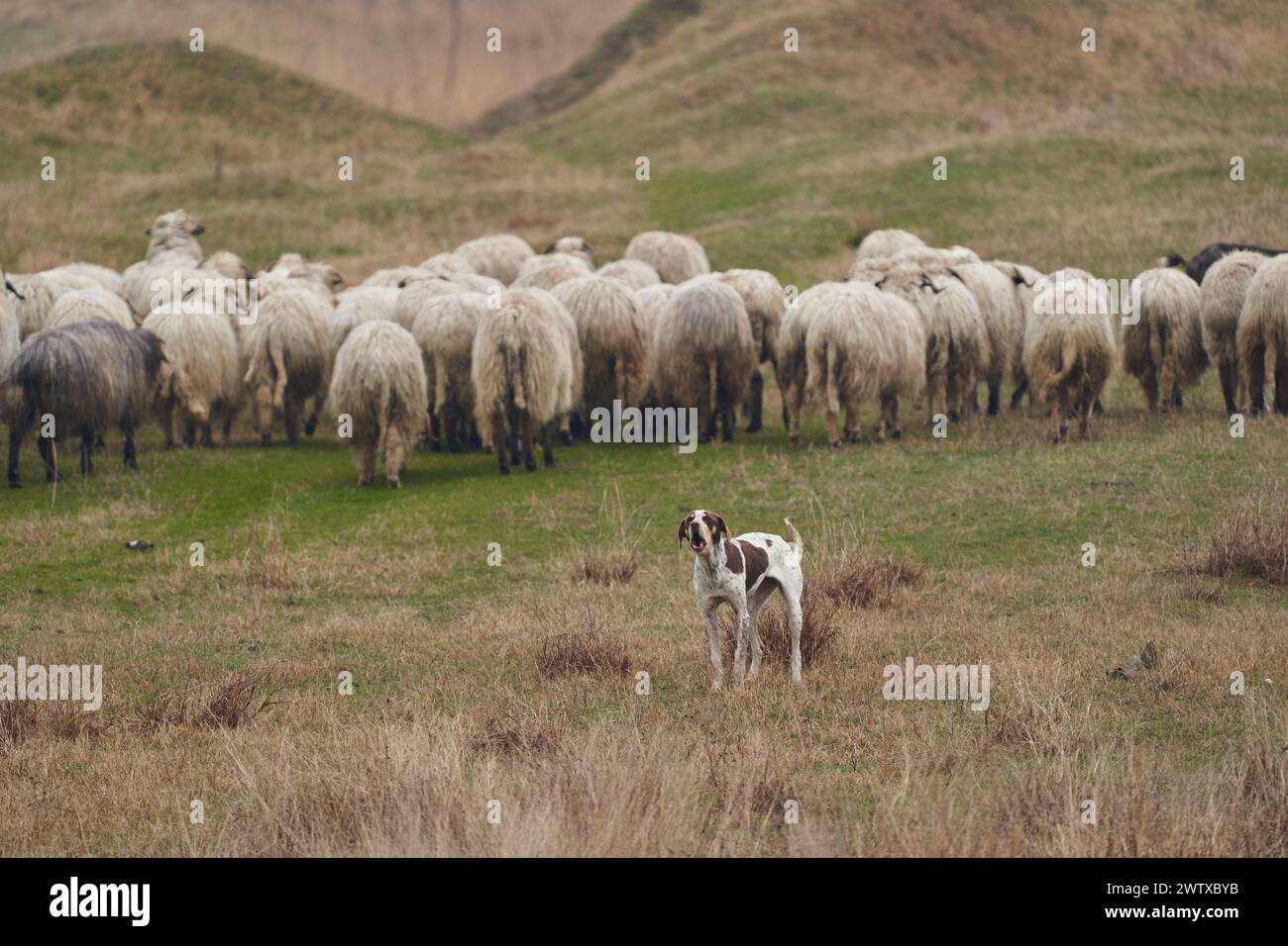 Aggressive guard dog protecting the sheep herd on the mountain Stock ...