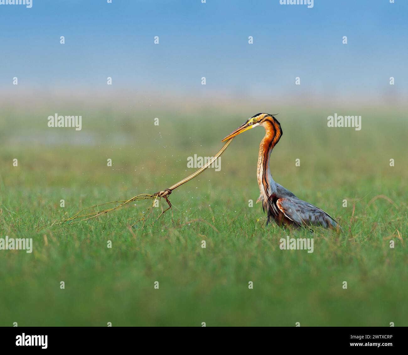 The tug of war between heron and snake INDIA EXCITING images show how a ...