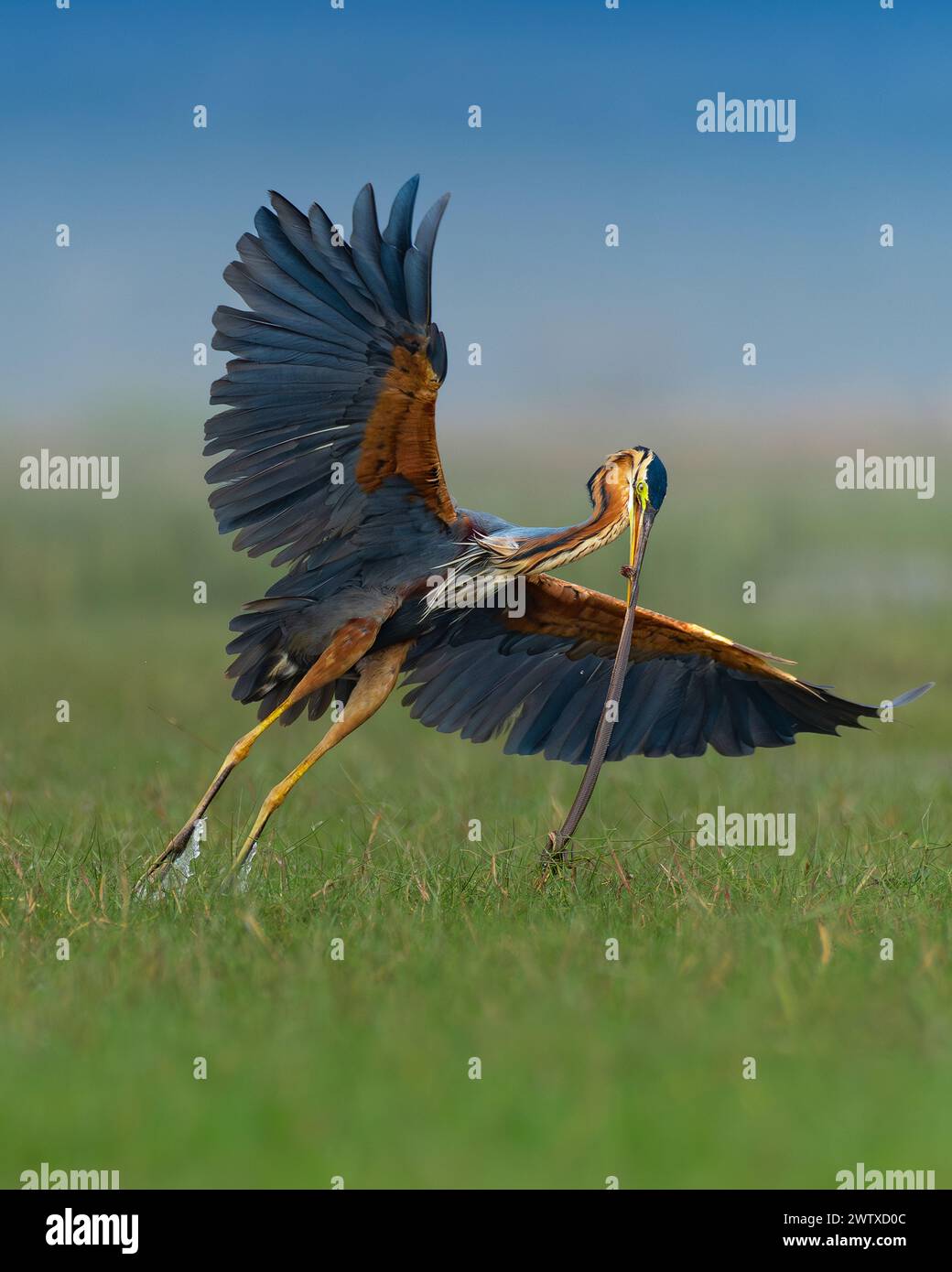Purple heron tugs at the snake INDIA EXCITING images show how a water ...