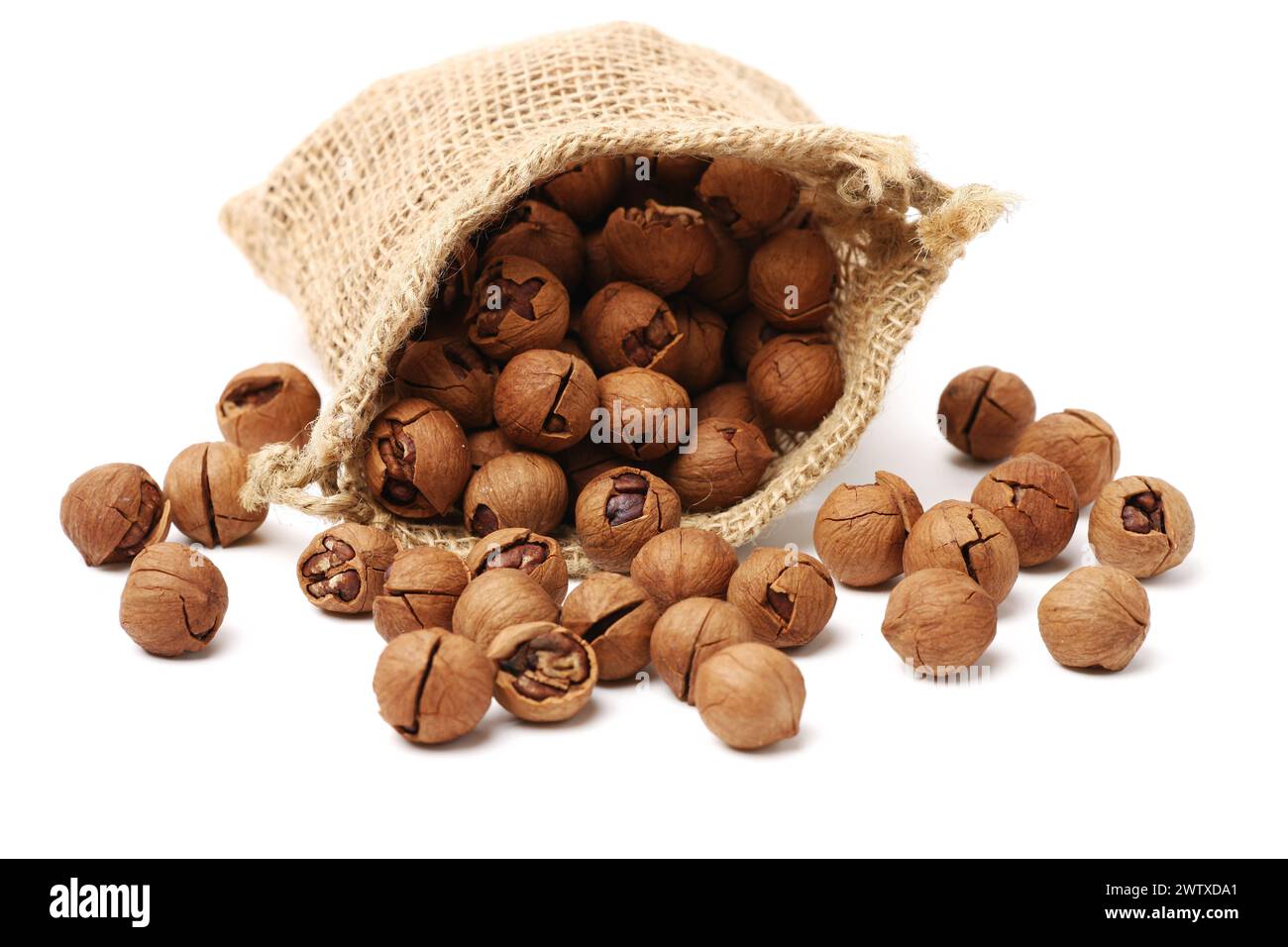 shagbark hickory nuts on white background Stock Photo - Alamy